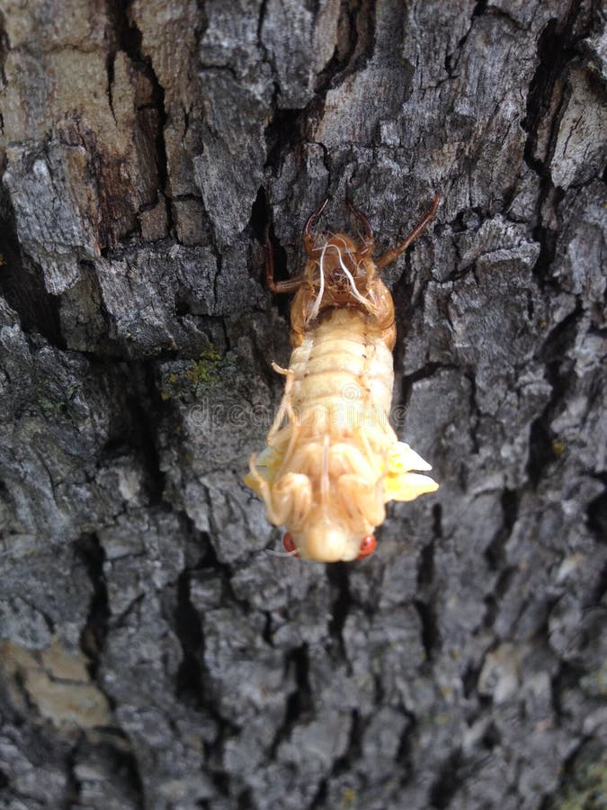 17 Year Cicada Metamorphous Stock Photo - Image of metamorphous ...