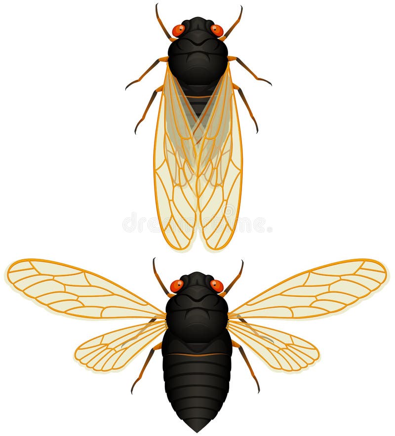 Cicada Scientific Illustration