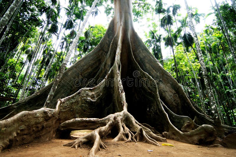 100 Year Old Ancient Tree Roots in Thailand Stock Photo - Image of ...
