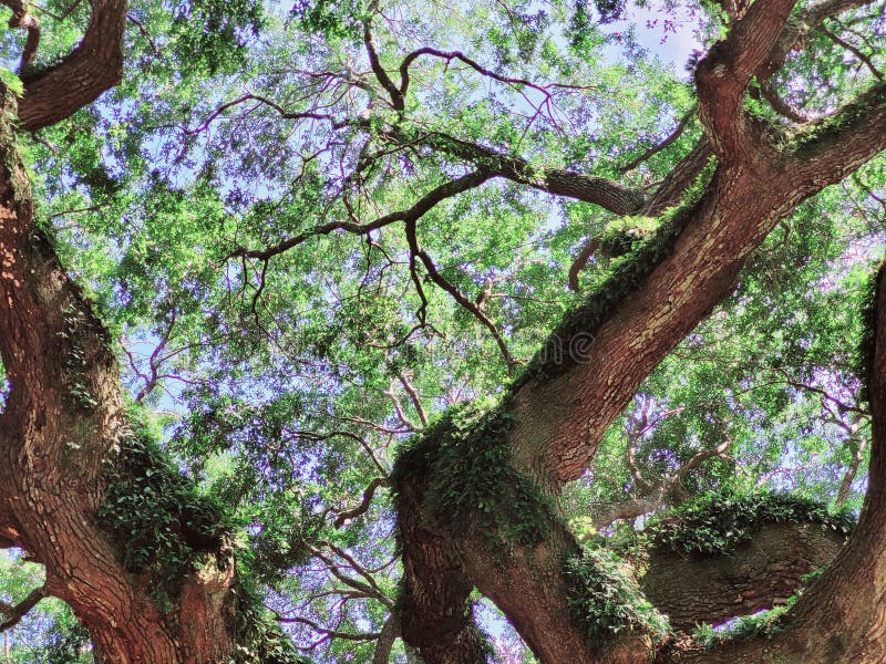 400 Year Old Angel Oak South Carolina Editorial Stock Photo - Image of ...