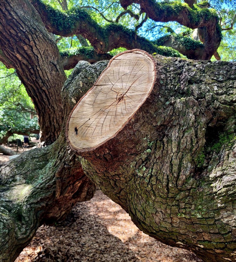 400 Year Old Angel Oak South Carolina Editorial Image - Image of ...