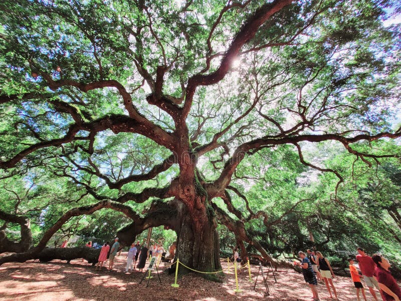 400 Year Old Angel Oak South Carolina Editorial Stock Photo - Image of ...