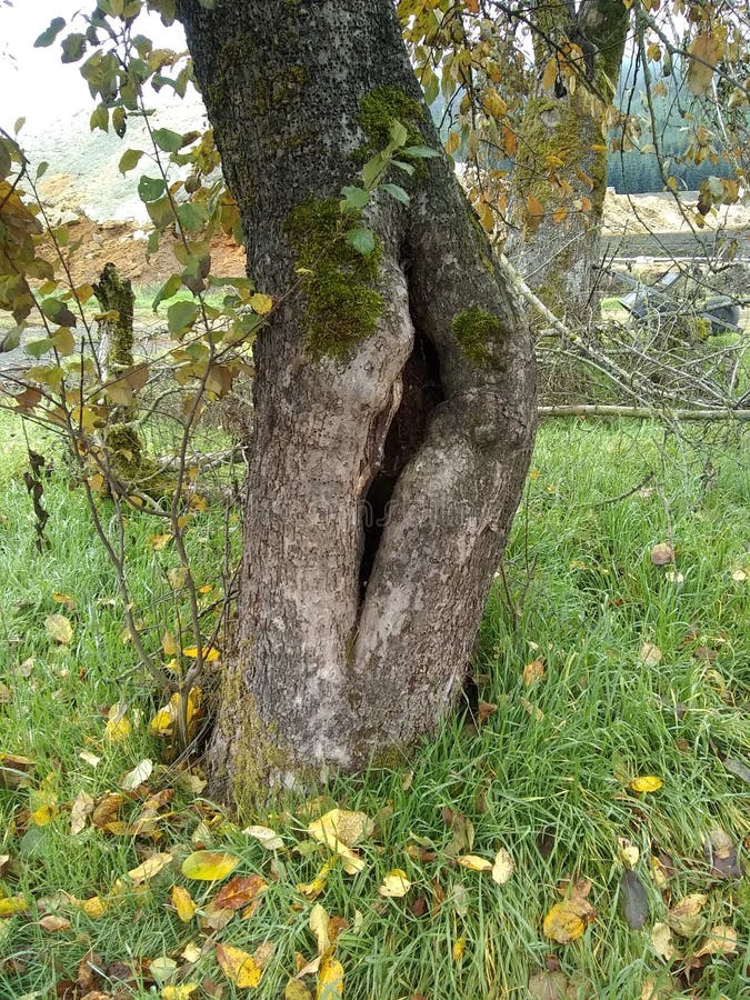 150 Year Old Apple Tree in Oregon Stock Image - Image of hollow, tree ...