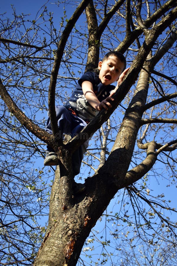 4 Year Old Boy on the Tree Has Problem To Come Down from Tree Stock ...
