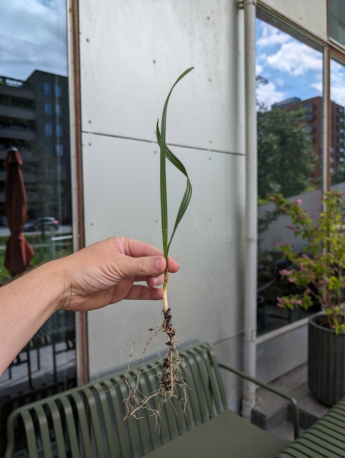One Year Old Date Palm Sprout Stock Photo - Image of beautiful, growth ...