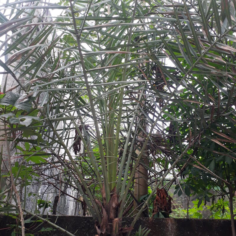 7 Year Old Date Tree in the Garden Stock Image - Image of garden, year ...