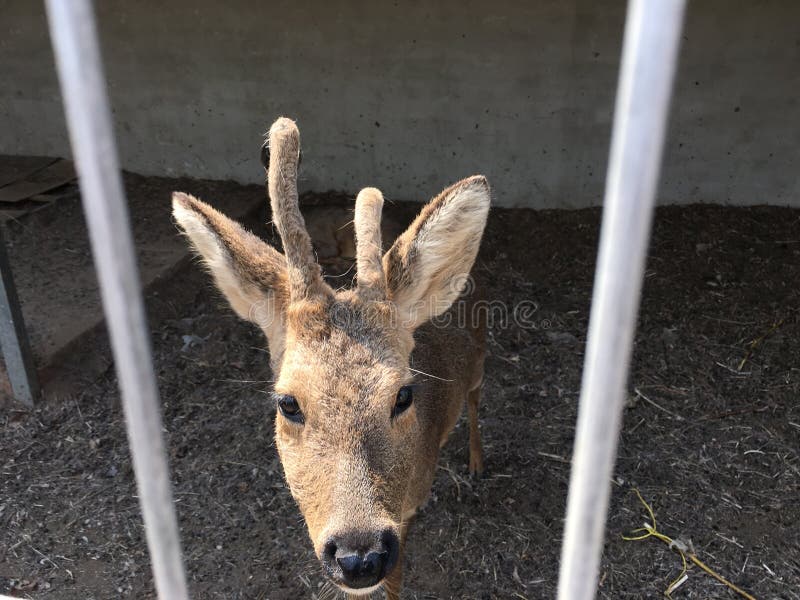 1 year old dear stock image. Image of wildlife, dear - 82036007