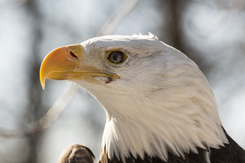 North American Bald Eagle Head Side View Stock Photo - Image of bird ...
