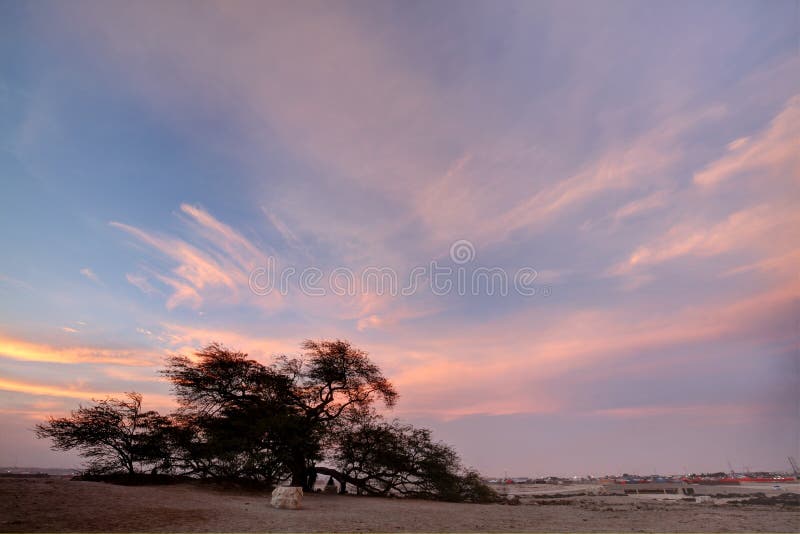 Tree of Life and Dramatic Cloud during Sunset, Bahrain Stock Image ...