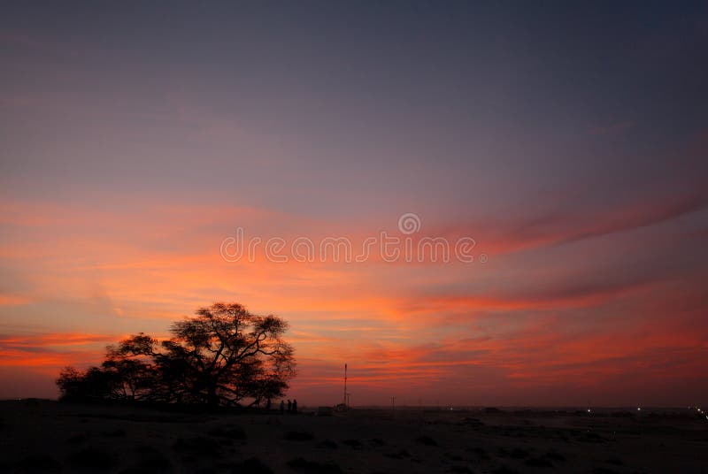 Tree of Life during Sunset, Bahrain Stock Image - Image of east, heat ...