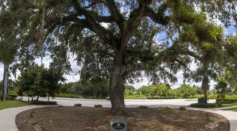 The 200 Year Old Oak Tree in Sawfish Park in Jupiter, Florida Editorial ...