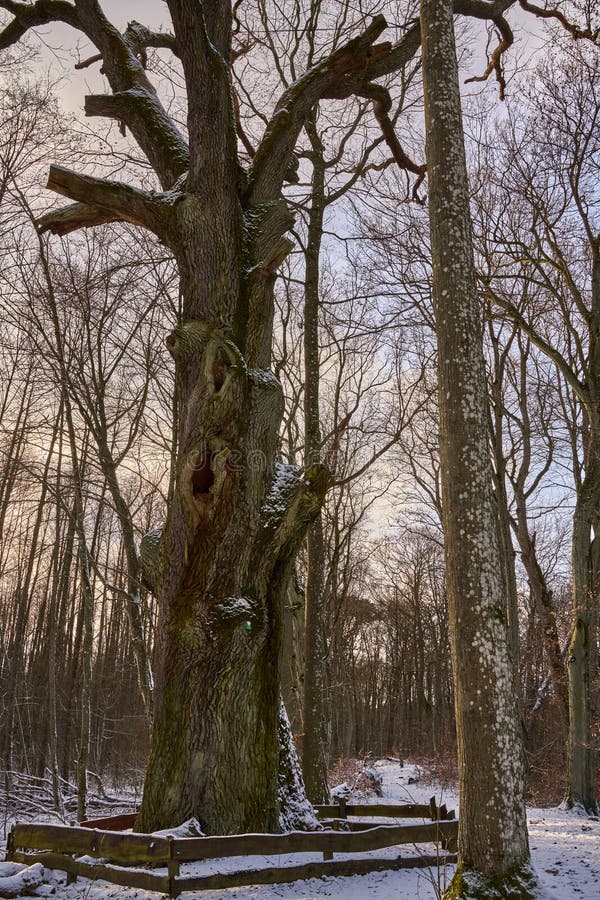 400-year-old Oak Tree "Wojtek", Notecka Forest, Bukówka River Stock ...