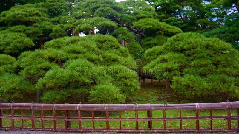 300 Year Old Pine Tree. Japanese Garden Stock Photo - Image of long ...