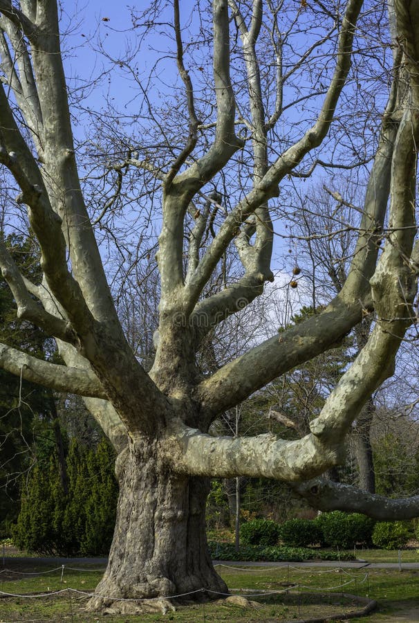 200 Year Old Plane Tree in a Public Garden in Early Spring, Ukraine ...