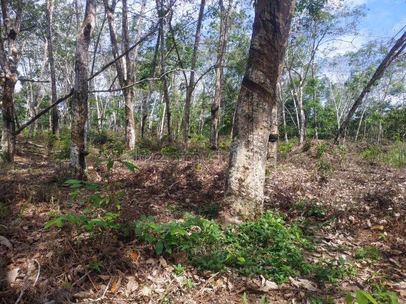 25 year old rubber tree stock photo. Image of tree, farmer - 262421226