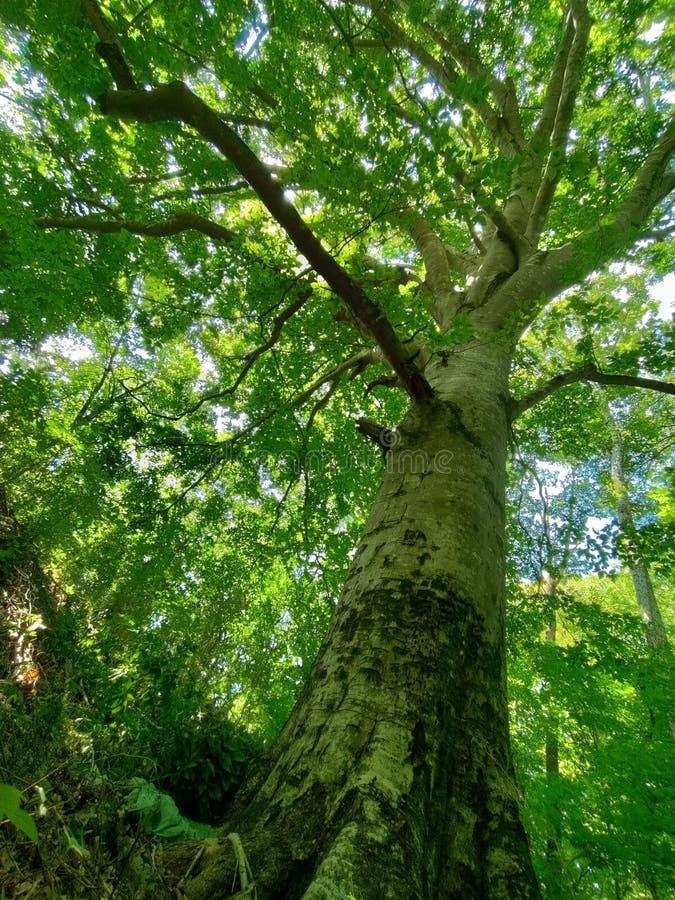 300 year old Tree stock image. Image of branch, sunlight - 229880367