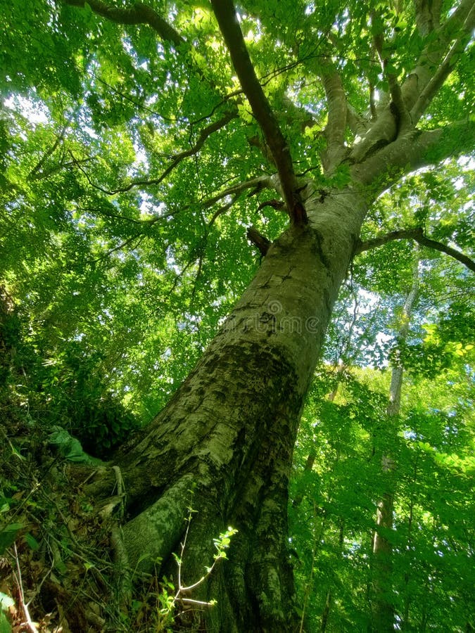 300 year old Tree stock photo. Image of branch, forest - 229880372