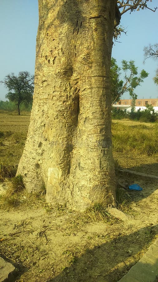 Kalpavriksha Tree Stock Photos - Free & Royalty-Free Stock Photos from ...