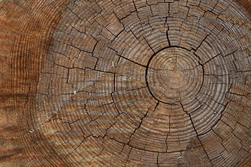 Log tree rings end grain stock photo. Image of tree - 258432870