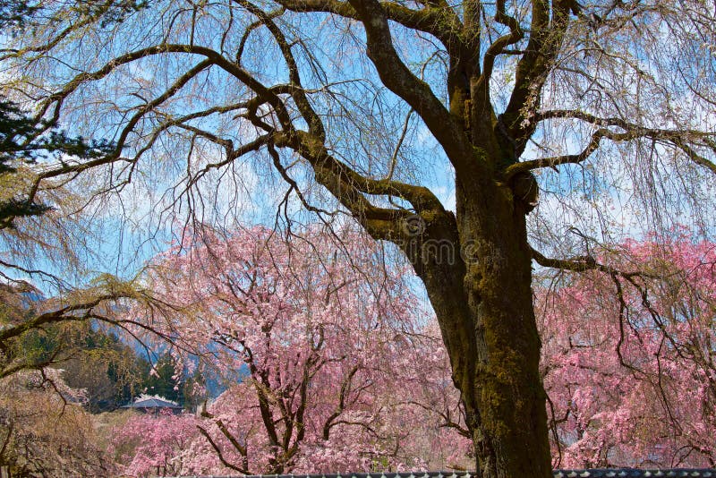Beautiful Weeping Cherry Tree in a Japanese Temple. Stock Photo - Image ...
