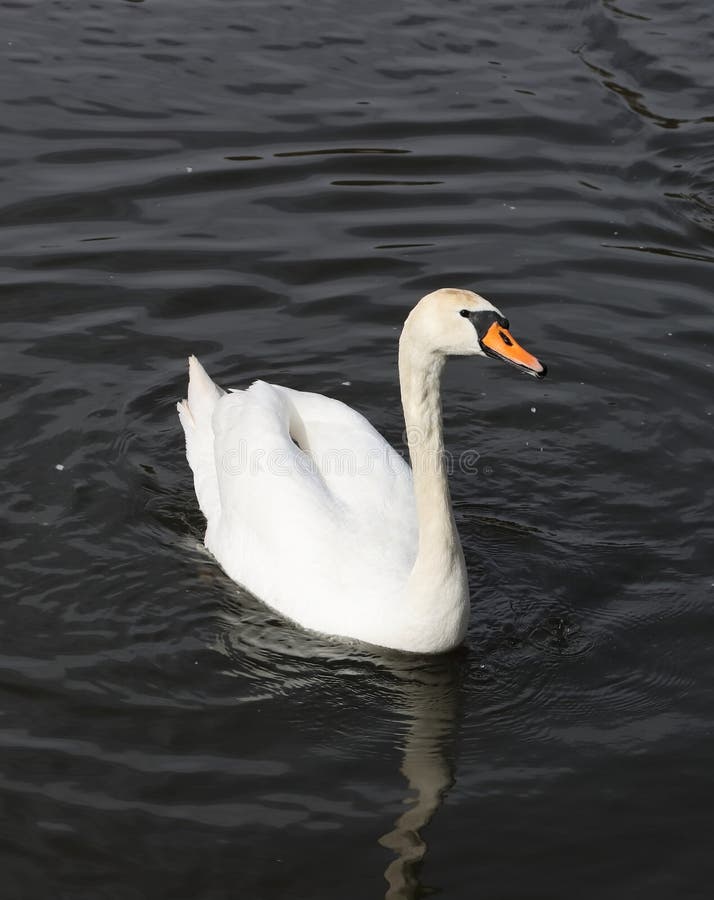 2 Year Old White Swan Female with Visible Notch Stock Image - Image of ...