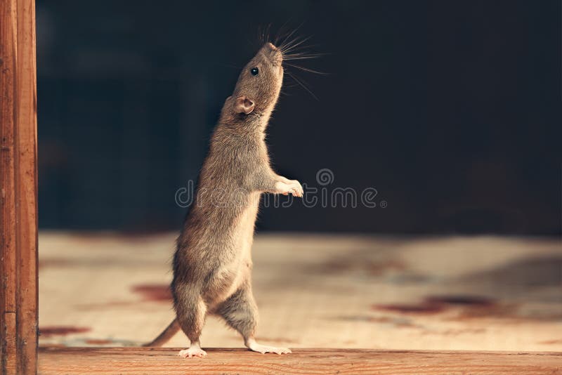 2020 year of the rat stock image. Image of mustache - 163946797