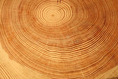 Year rings of a tree stock photo. Image of forest, closeup - 15276164