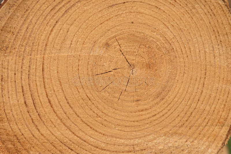 Year rings in a tree stock photo. Image of renewable - 99641024