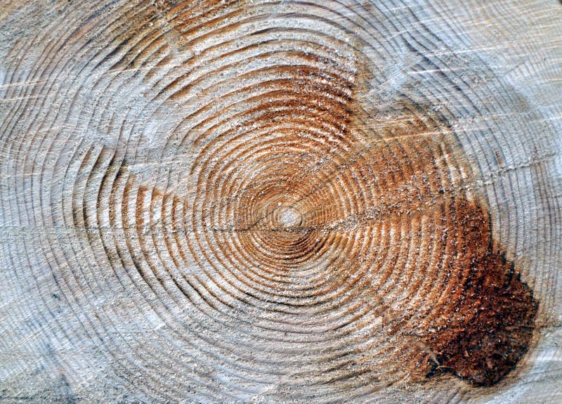Year Rings on Tree Trunk stock photo. Image of freshly - 89213712