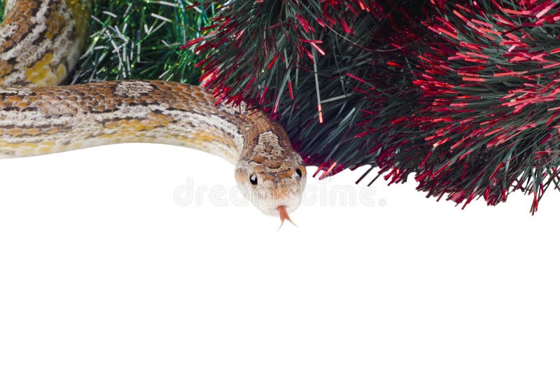 Year of Snake stock photo. Image of frame, greeting, cornsnake - 28018410