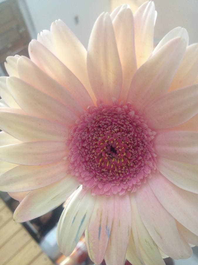 Just simple Flower stock image. Image of simple, beauty - 110406229