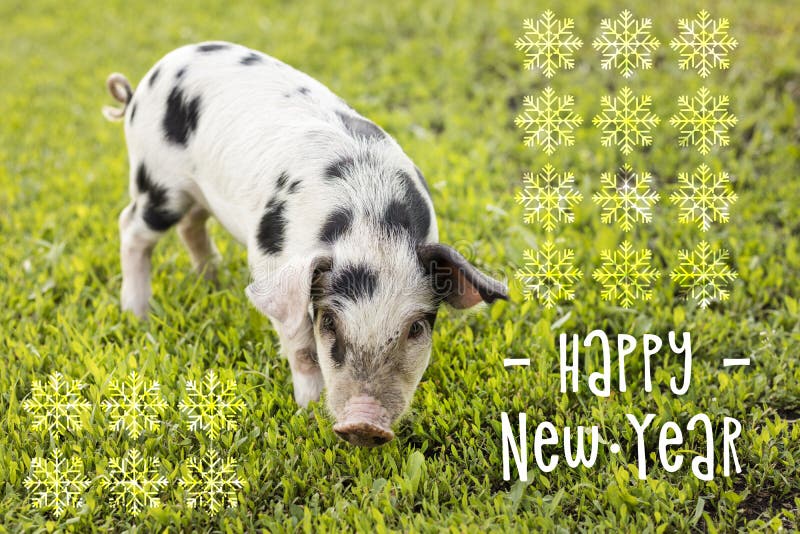 Year of the yellow pig stock image. Image of pigfarm - 134196627