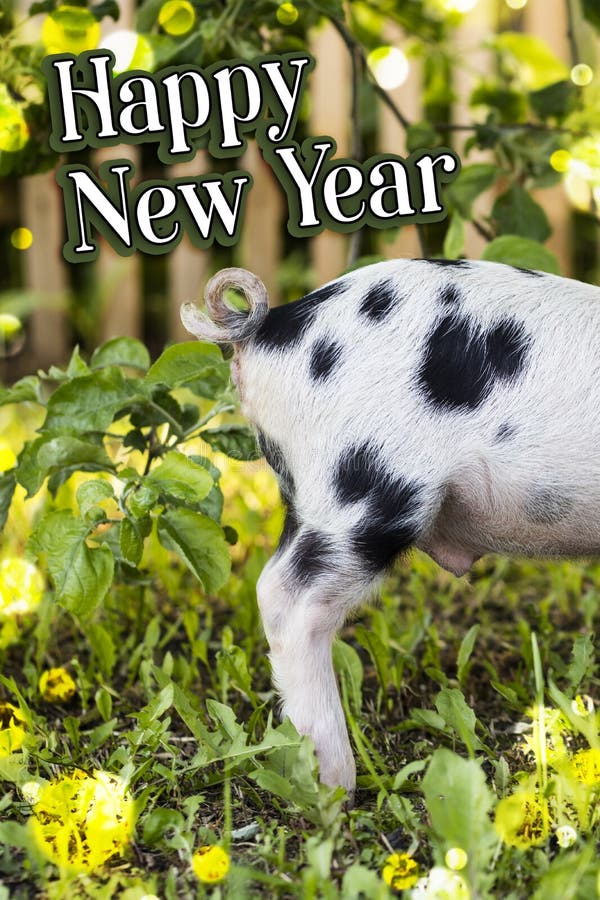 Year of the yellow pig stock image. Image of pigfarm - 134196627