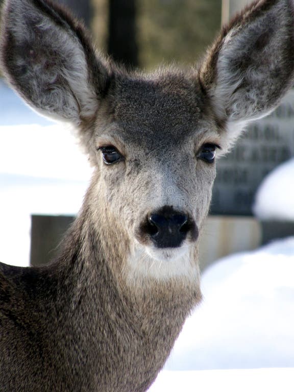 Yearling stock photo. Image of baby, cute, yearling, deer - 12595438