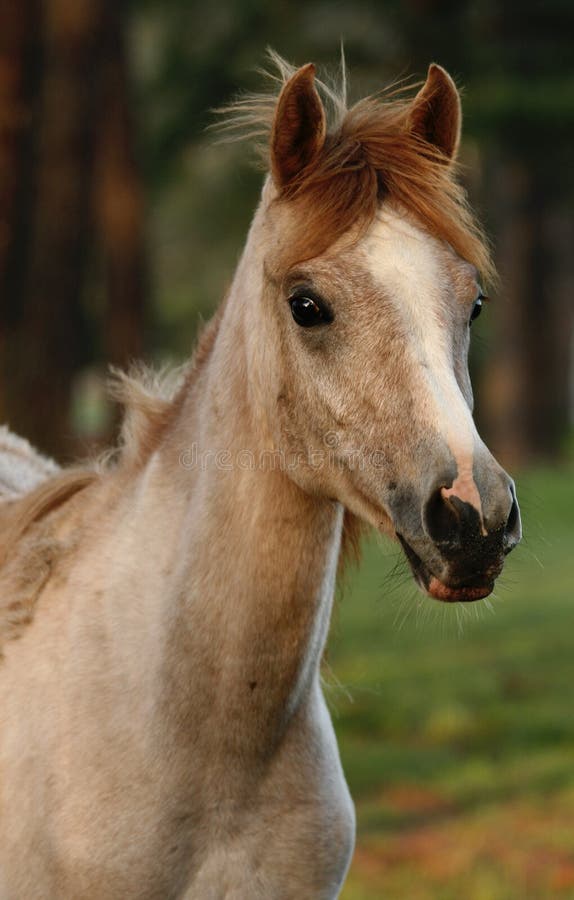 Arabian Yearling colt stock photo. Image of grey, young - 2848278