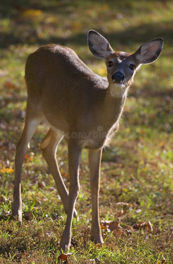 Yearling in autumn stock image. Image of mammal, autumn - 7291945