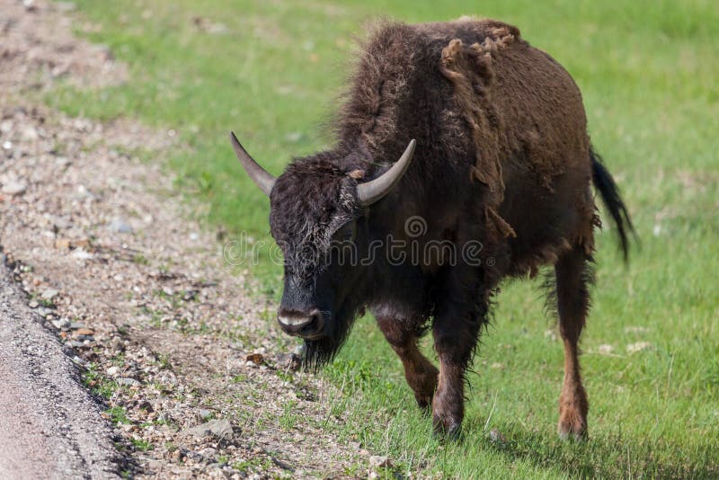 Bison Yearling and Cow in Yellowstone Stock Photo - Image of roaming ...