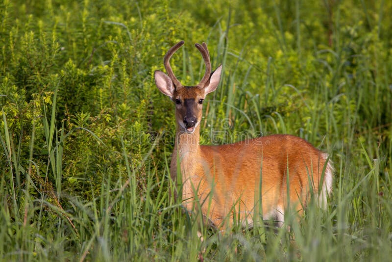Yearling Buck on Country Road Stock Photo - Image of road, yearling ...