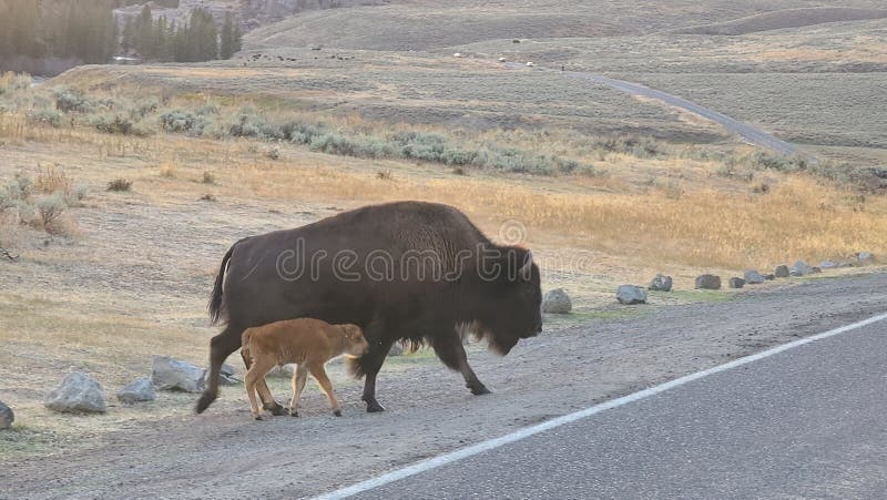 Yearling Buffalo wyoming stock image. Image of animal - 202107459