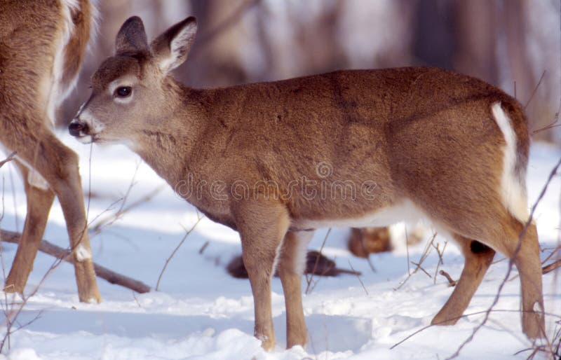 Yearling doe stock photo. Image of generations, nature - 11510574