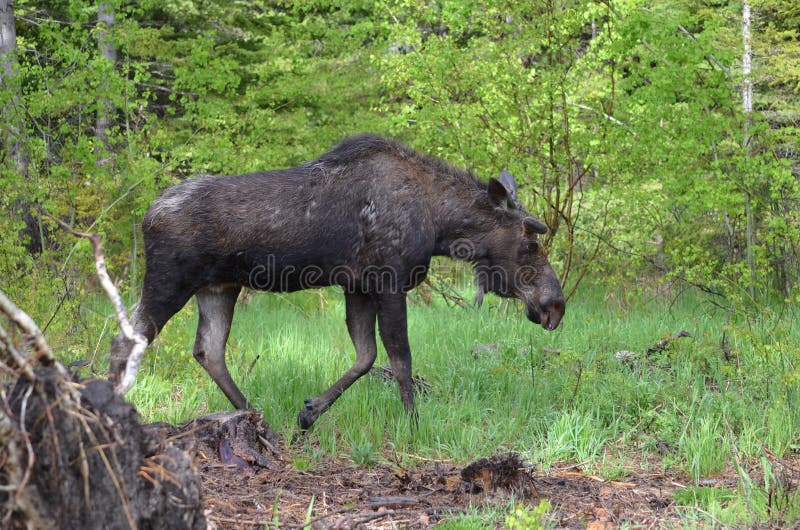 Yearling moose calf stock image. Image of young, willow - 50580911