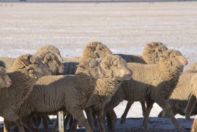 Yearling Sheep Run Along Fenceline Stock Image - Image of nopeople ...