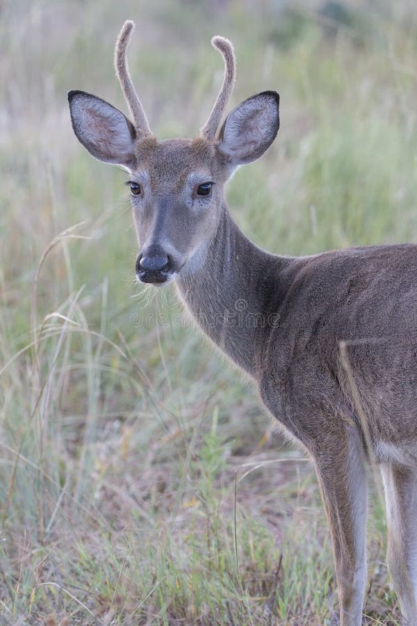 Spike Whitetail Buck Stock Photos - Free & Royalty-Free Stock Photos ...