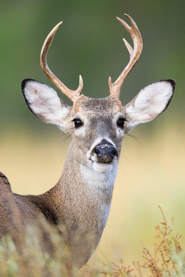 2,137 Whitetail Buck Head Photos - Free & Royalty-Free Stock Photos ...
