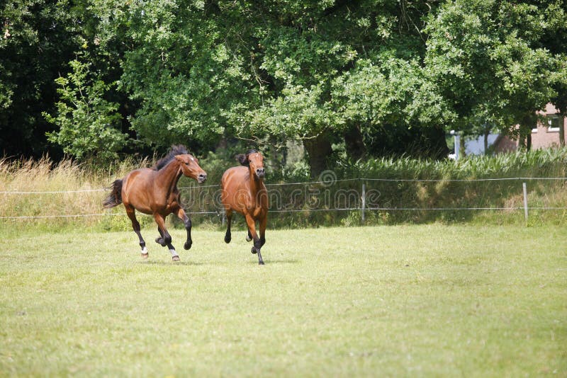Yearlings Gallop on Pasture Stock Photo - Image of riding, farm: 96863408