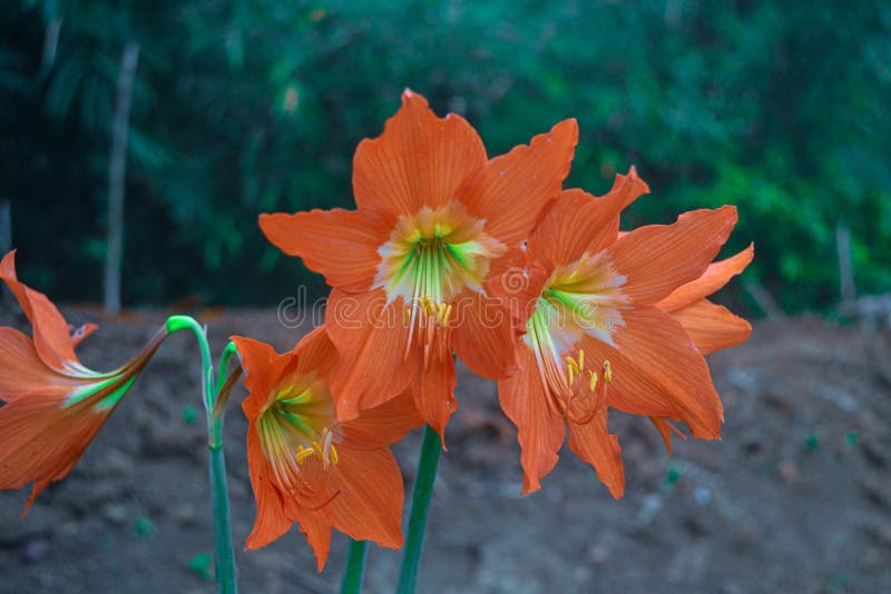 The yearning flower stock image. Image of herb, green - 206146225