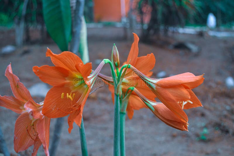 The yearning flower stock photo. Image of nature, tree - 206150732