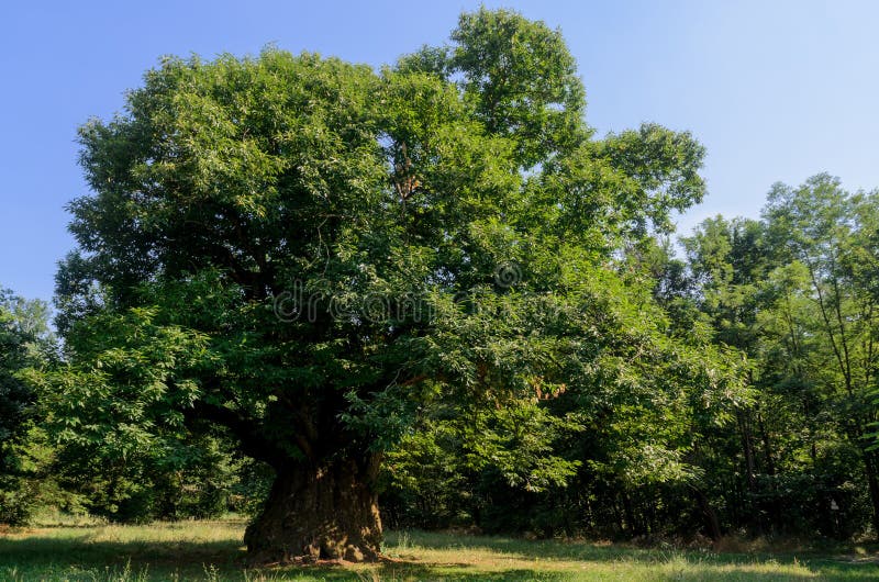 400 Years Old Chestnut Tree Stock Photo - Image of quiet, summer: 77293220