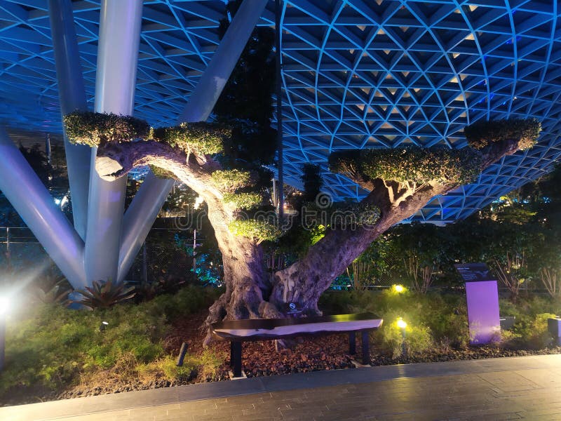 Olive Tree Changi Stock Photos - Free & Royalty-Free Stock Photos from ...