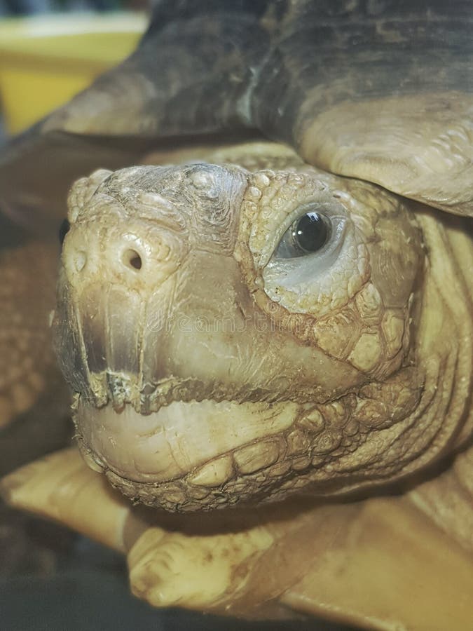 3 Years Old Sulcata Tortoise Face Closeup Stock Photo - Image of ...